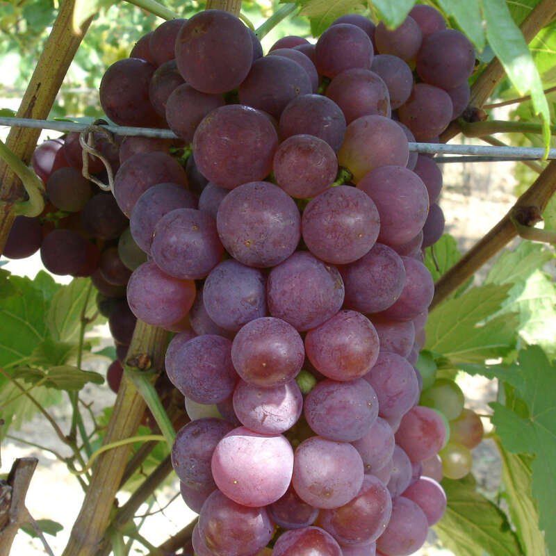 Weinrebe Vitis Vinifera Gutedel Rot