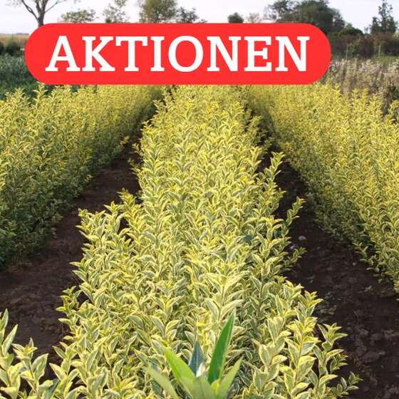 Online Shop - Praskac Pflanzenland