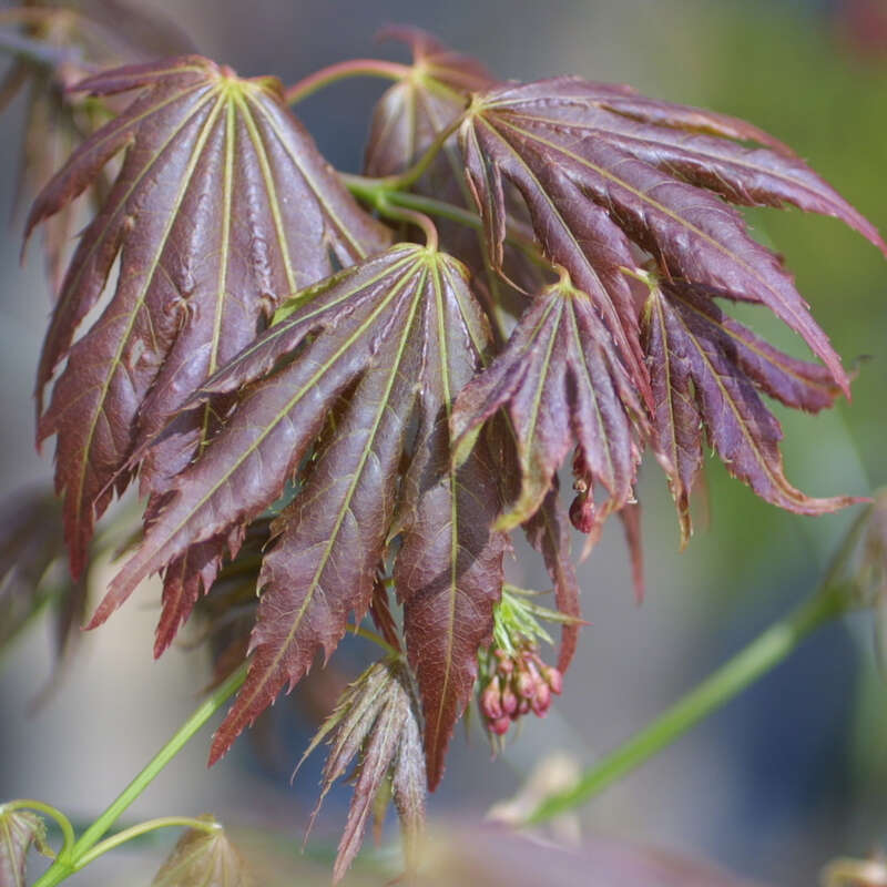 Japanischer Ahorn - Acer palmatum 'Mirte'