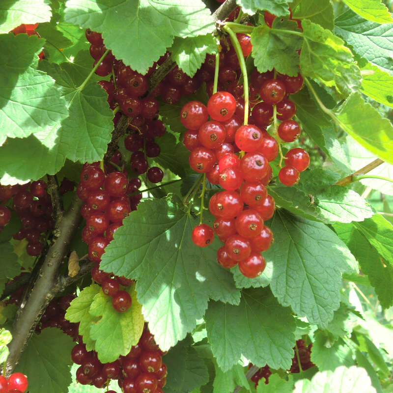 Rote Ribisel - Ribes rubrum 'Rovada'