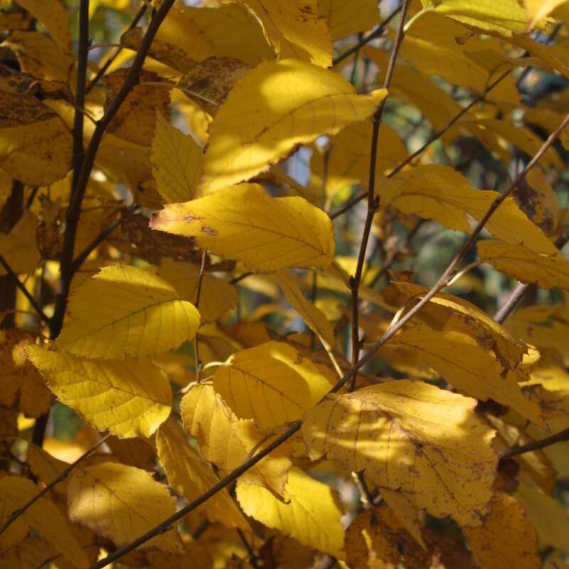 Papierbirke - Betula papyrifera