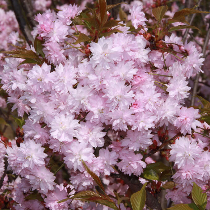 Japanische Blütenkirsche - Prunus serrulata 'Asano' - lila