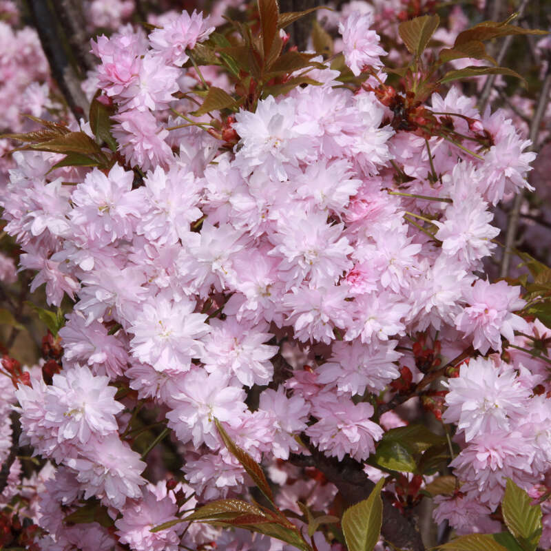 Japanische Blütenkirsche - Prunus serrulata 'Asano' - lila