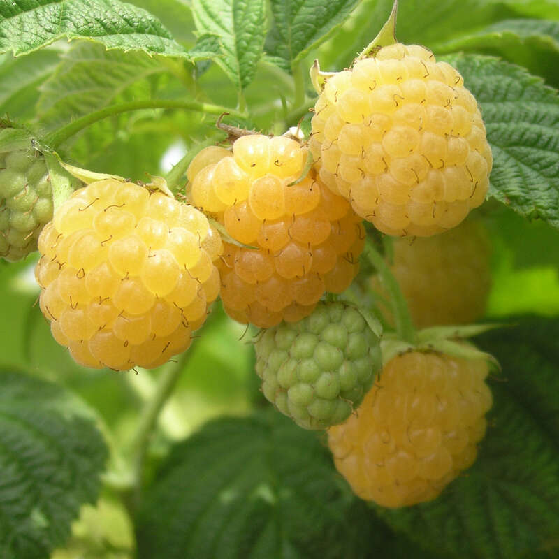 Gelbe Himbeere - Rubus idaeus 'Golden Everest'