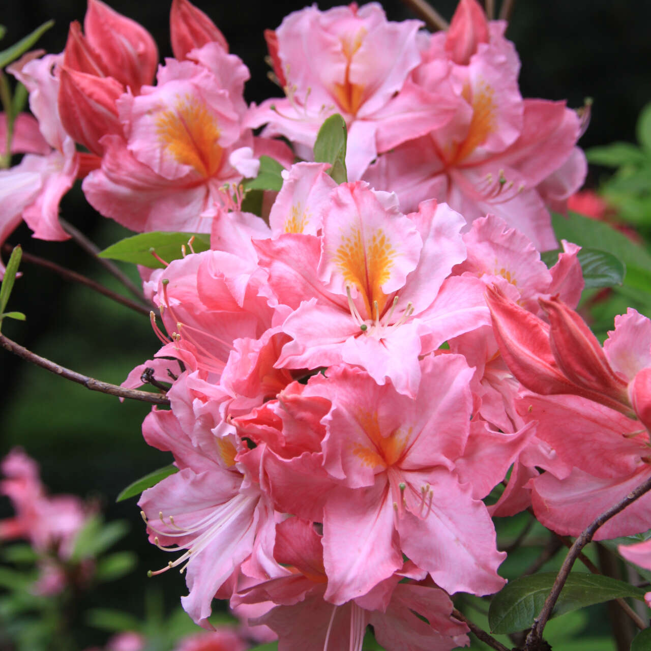 Großlumige Azalea - Azalea lut. 'Cecile' - 120/140