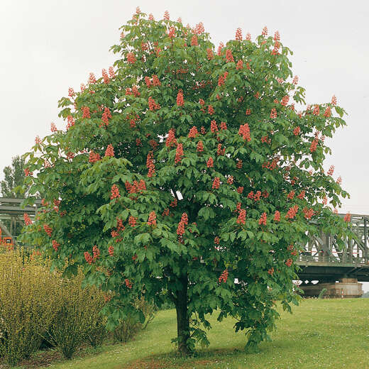 Kastanie Rot Blhend