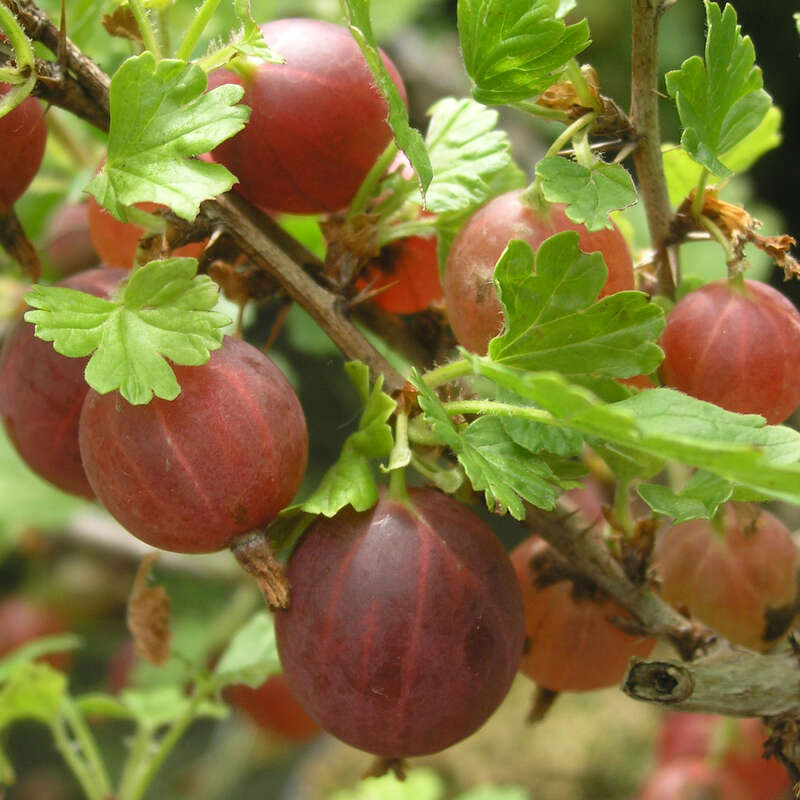 Stachelbeere - rot - Ribes uva-crispa 'Hinnonmäki Rot' - weiß
