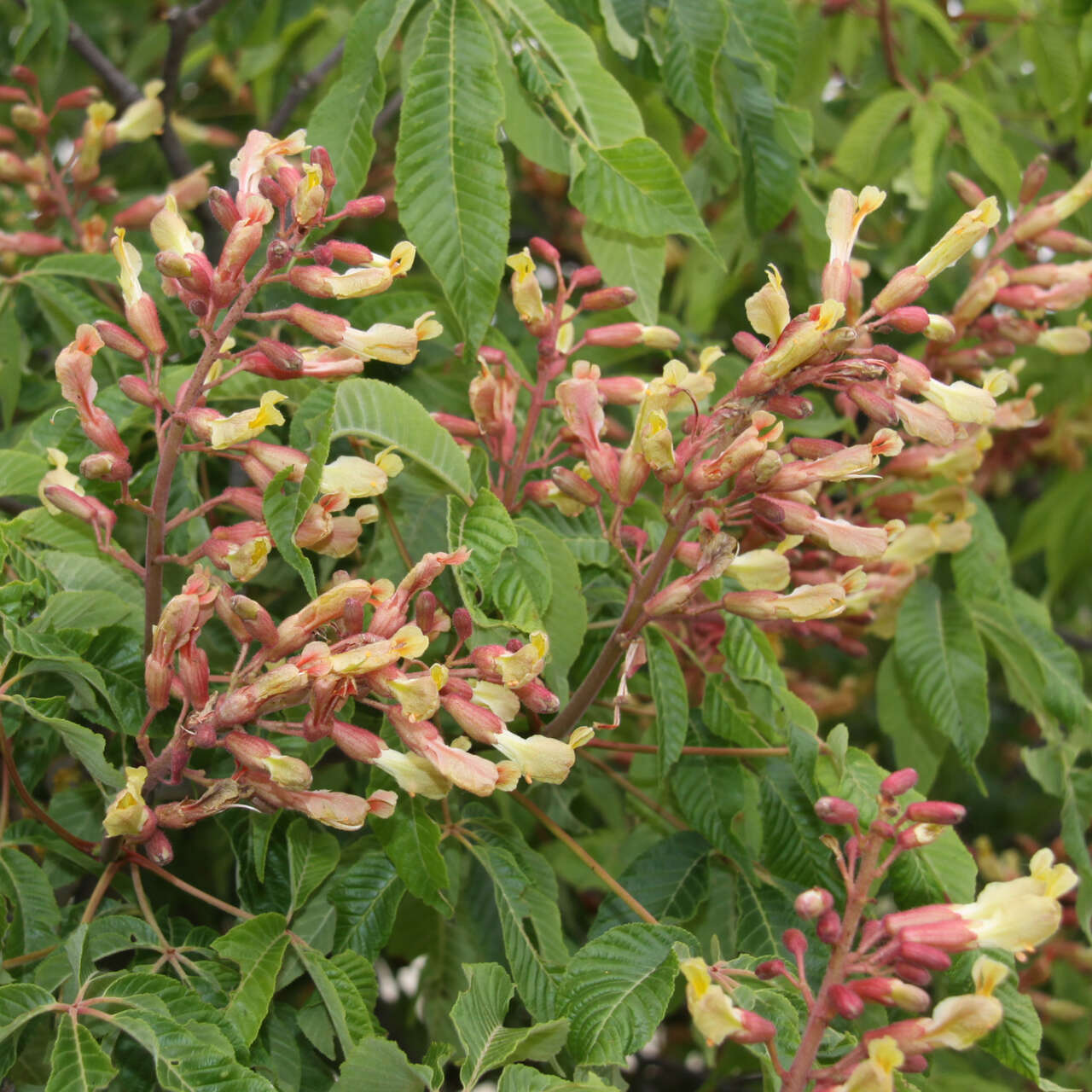 Orangeblühende Kastanie - Aesculus mutabilis 'Penduliflora' - rot