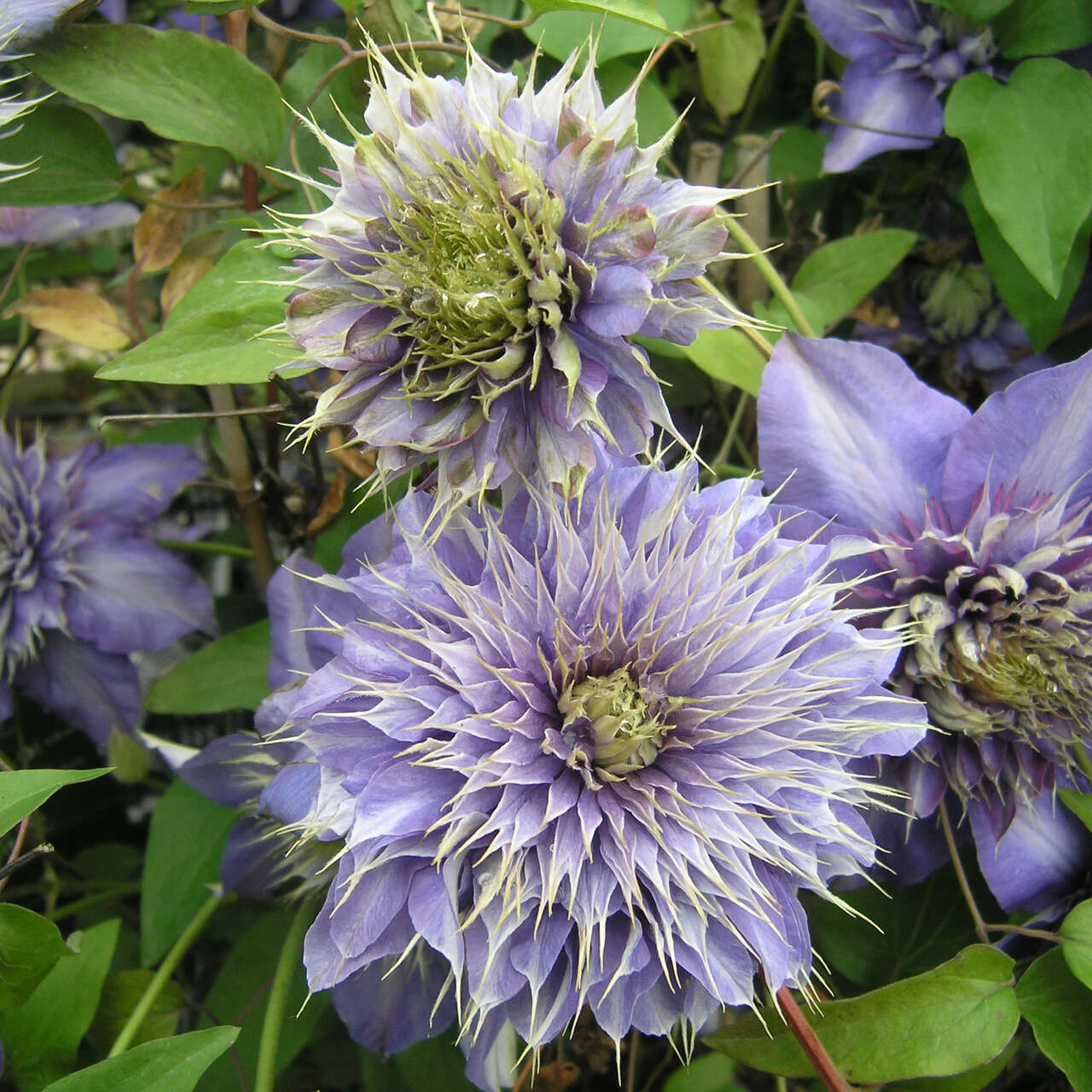 Waldrebe, Großblumige Garten-Clematis - Clematis 'Multi Blue' - blau