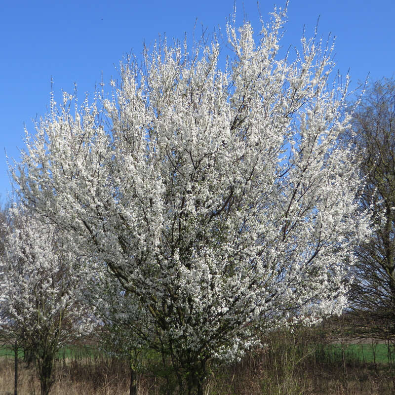 Wildes Kriecherl - Prunus domestica insititia - weiß