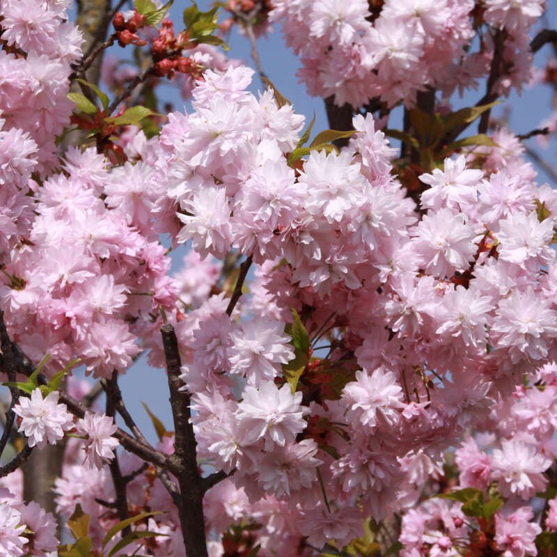 Japanische Blütenkirsche - Prunus serrulata 'Asano' - lila