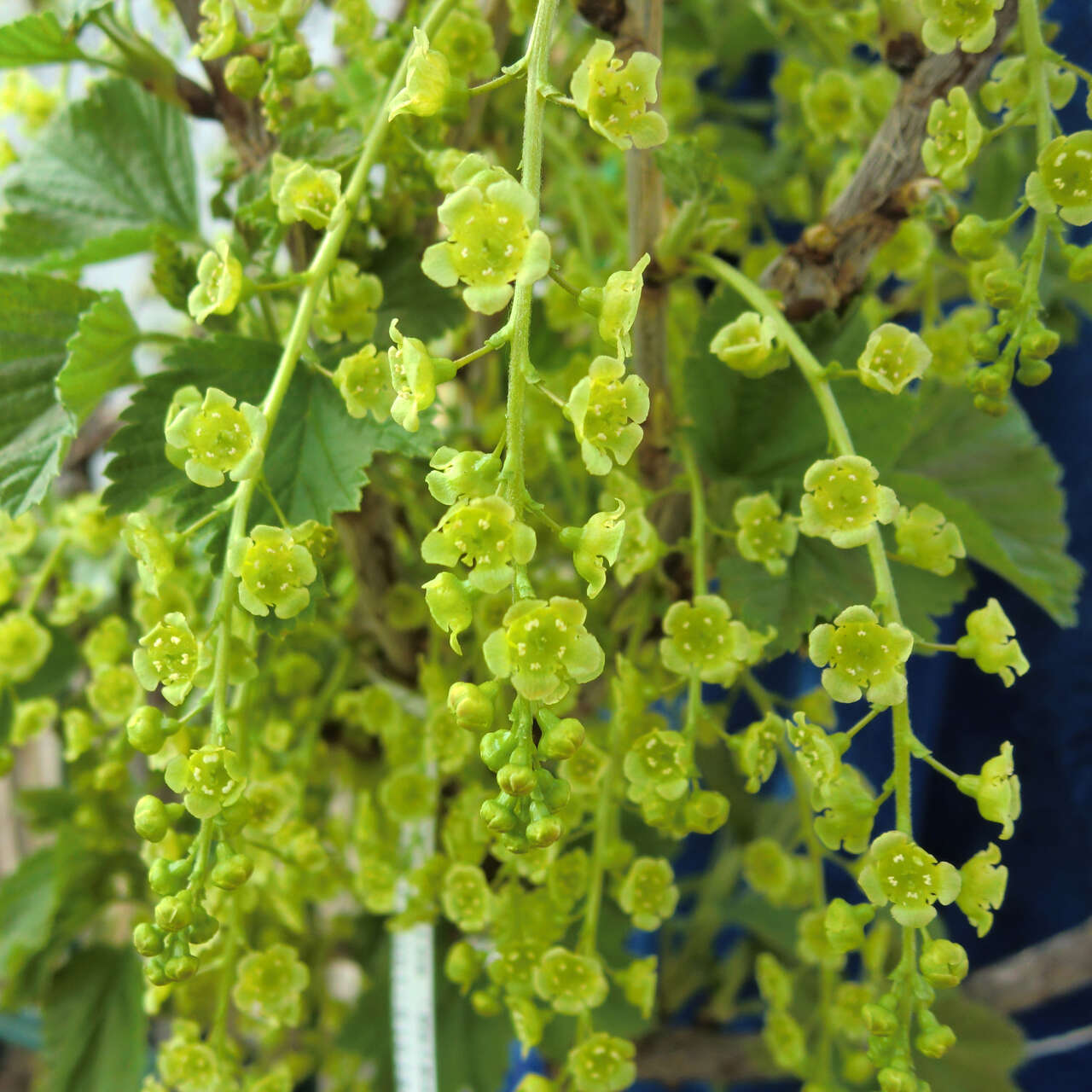 Weiße Ribisel - Ribes sativa 'Weiße Versailler' - weiß