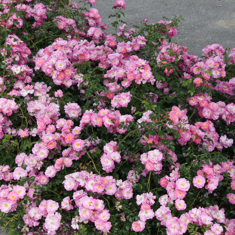 Bodendeckerrose - Rose 'Magic Meidiland' - rosa