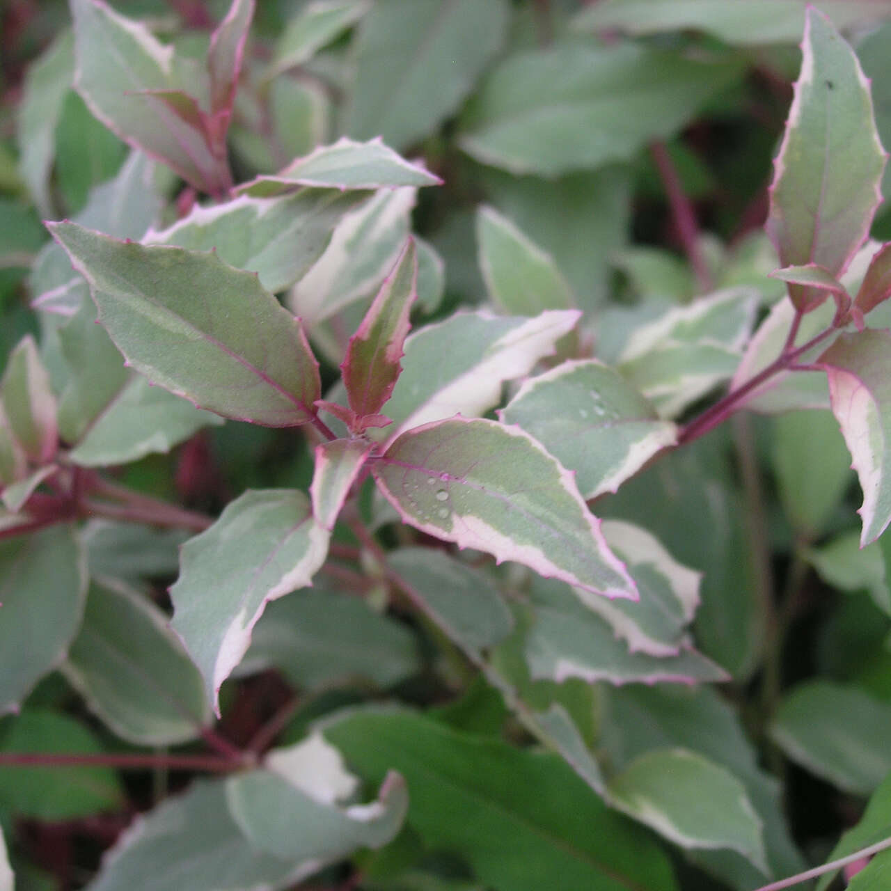 Freilandfuchsie (Fuchsia 'Tricolor') rot kaufen | Praskac