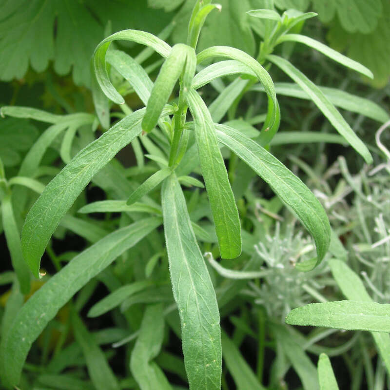 Estragon - Artemisia dracunculus - gelb