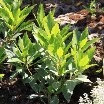 Echter Lorbeer - Nicht winterhart - Laurus nobilis - weiß
