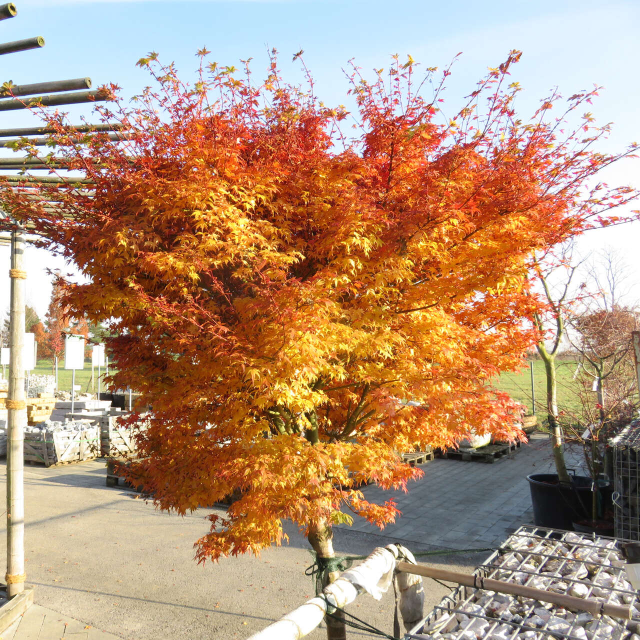Japanischer Fächerahorn - Acer palmatum 'Coonara Pygmy' - grün