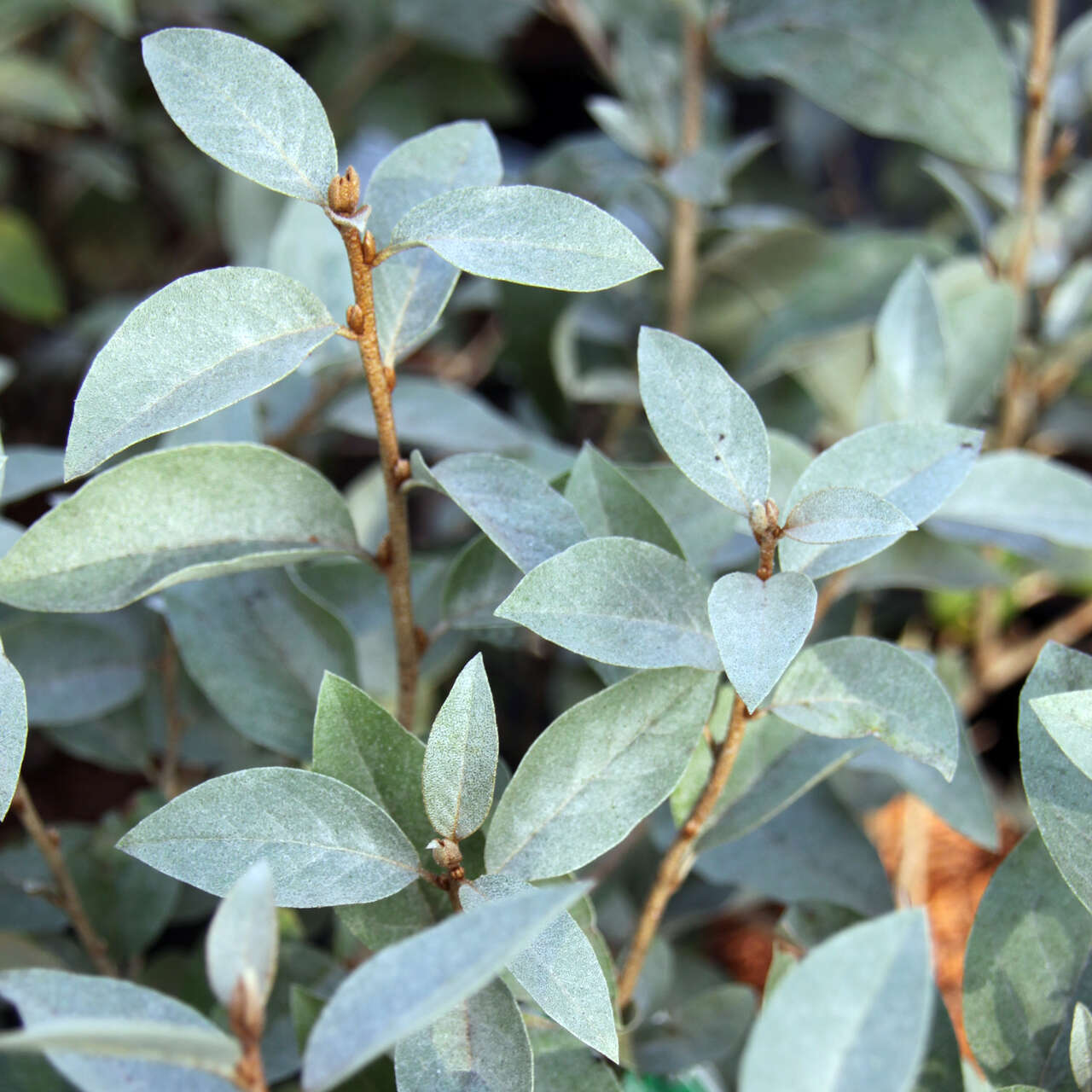 Schmalblättrige Ölweide - Elaeagnus angustifolia 'Quicksilver' - gelb