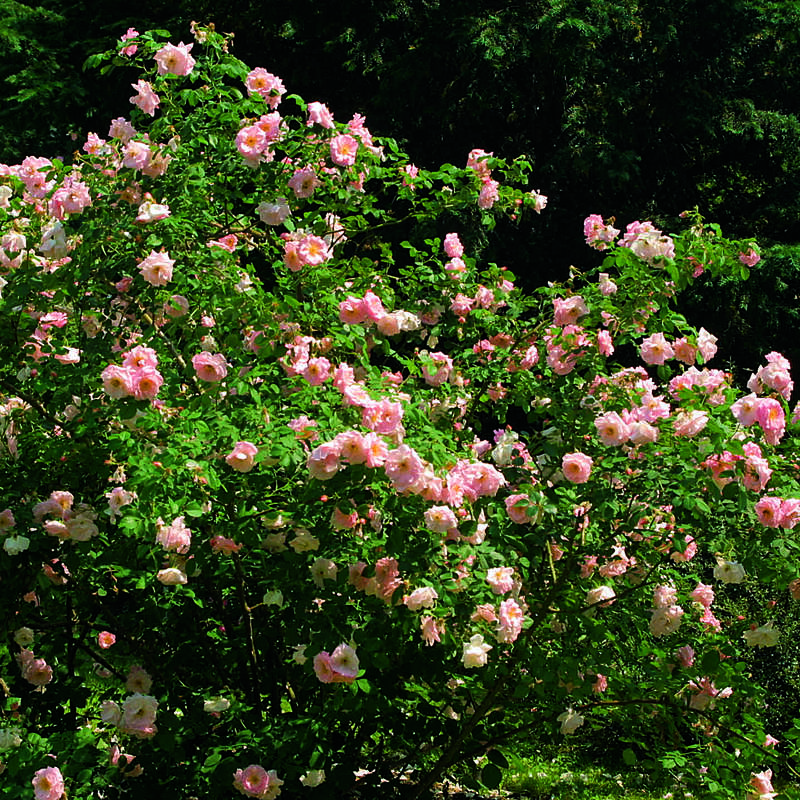 Historische Strauchrose - Rose 'Fritz Nobis' - rosa