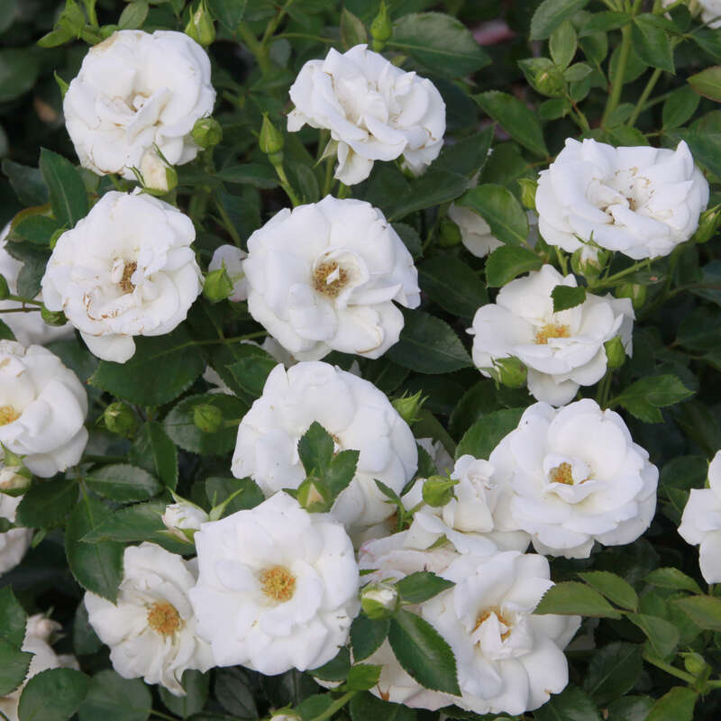 Beetrose - Rose 'Aspirin Rose' - weiß