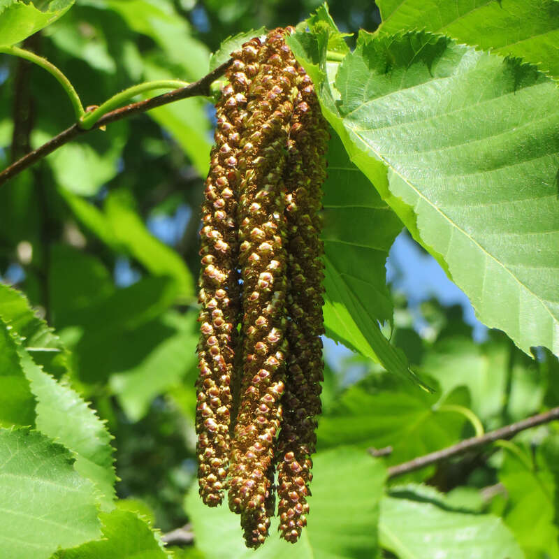 Papierbirke - Betula papyrifera