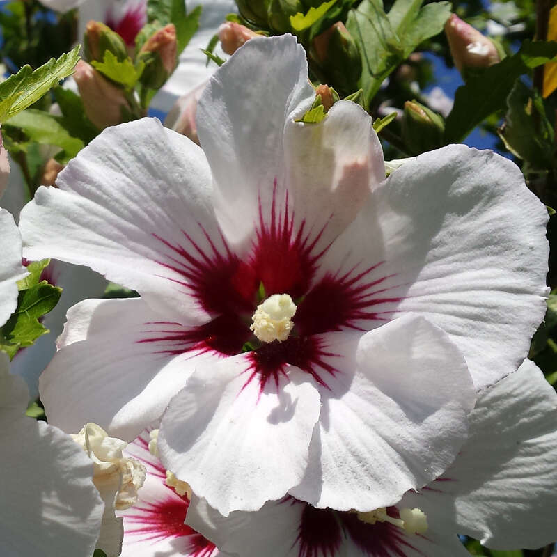 Eibisch - Hibiscus syriacus 'Helene' - mehrfärbig