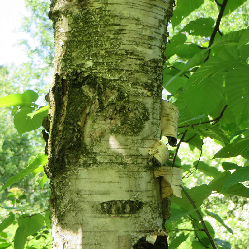 Papierbirke - Betula papyrifera