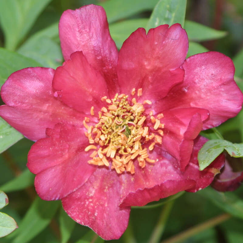 Chinesische Strauchpfingstrose - Paeonia delavayi - rot