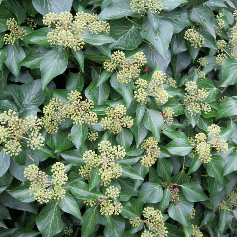 Strauchefeu - Hedera helix 'Arborescens' - gelb