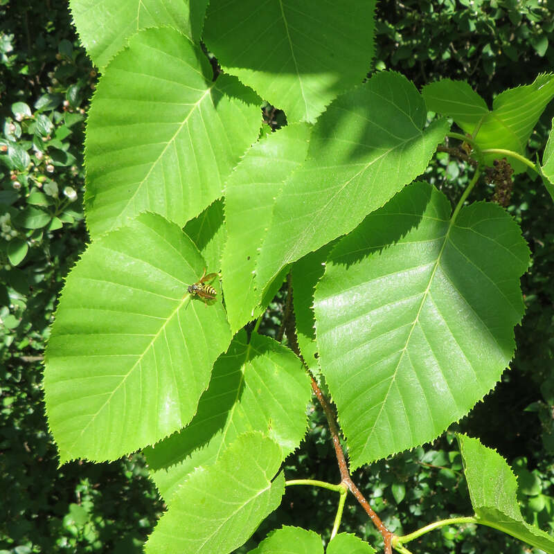 Papierbirke - Betula papyrifera