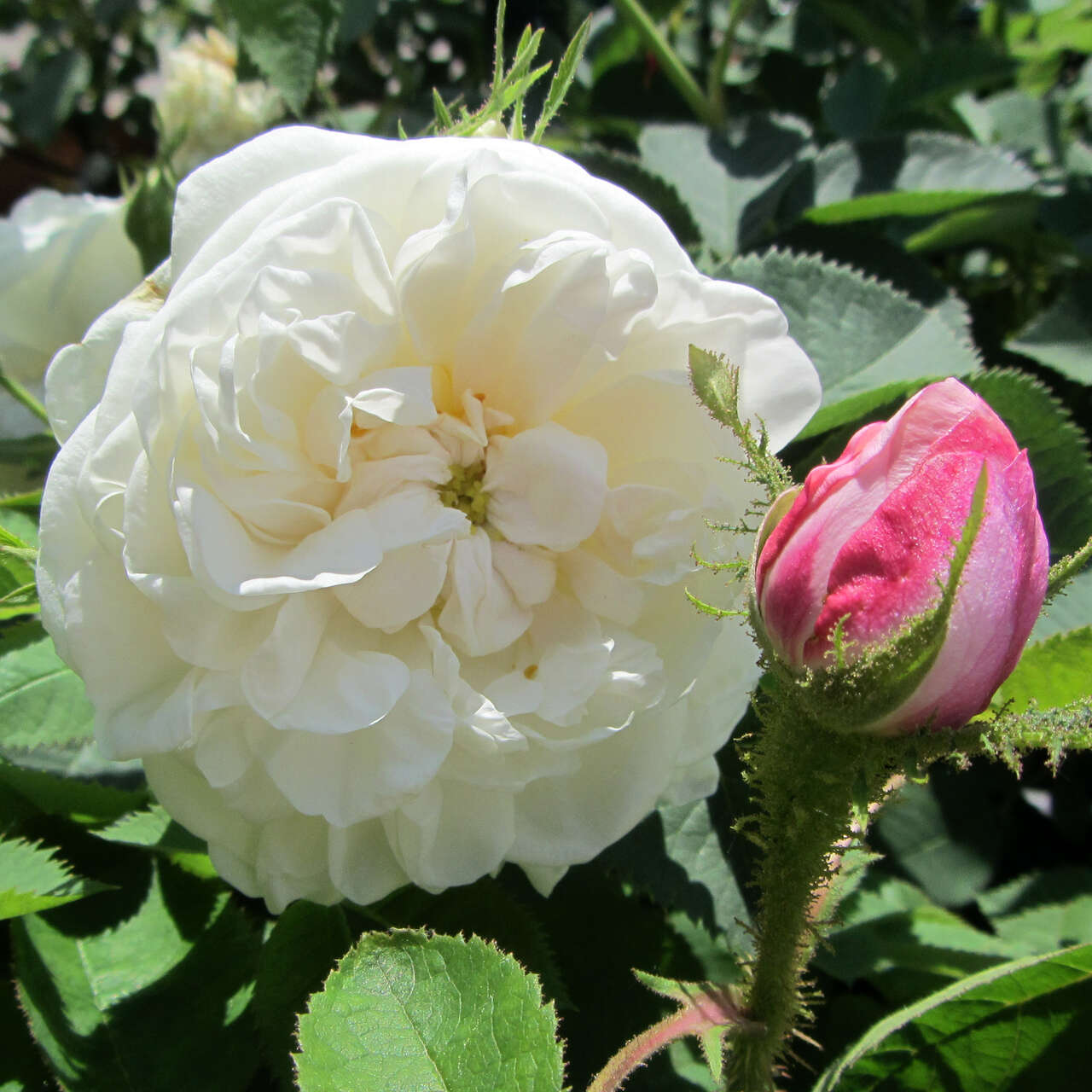 Historische Strauchrose - Rose 'Alba Maxima' - weiß