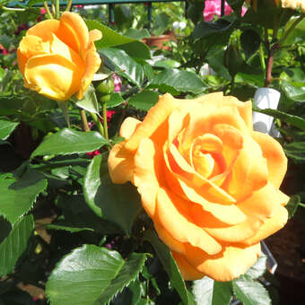 Beetrose - Rose 'Goldelse' - orange