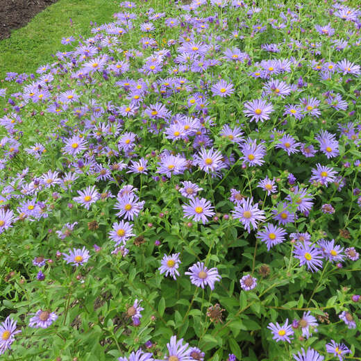 Bergaster - Aster amellus 'Sonia'
