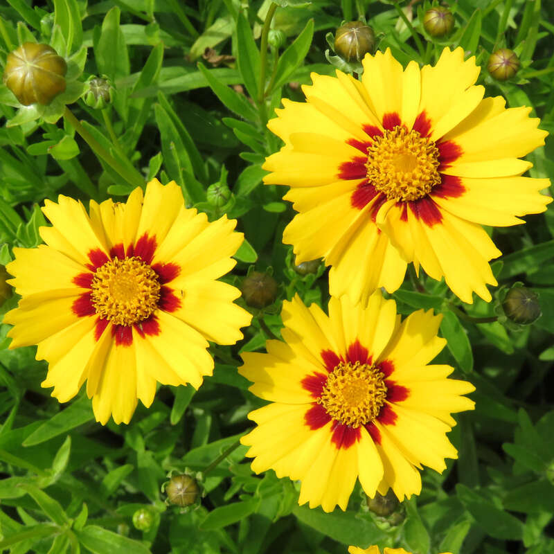 Mädchenauge - Coreopsis lanceolata 'Sterntaler' - gelb