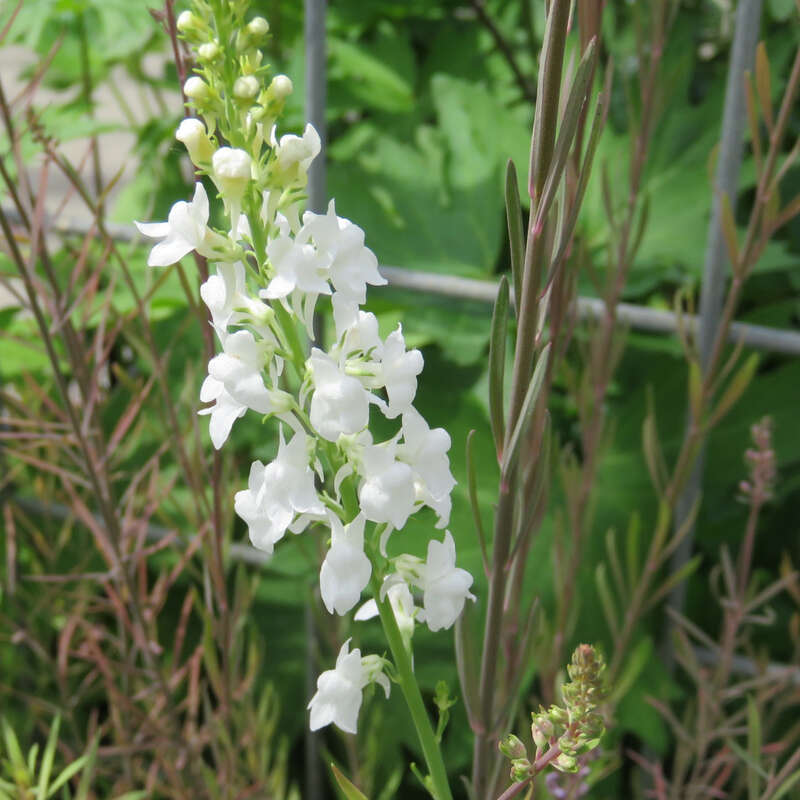 Weißes Leinkraut - Linaria purpurea 'Springside White' - weiß