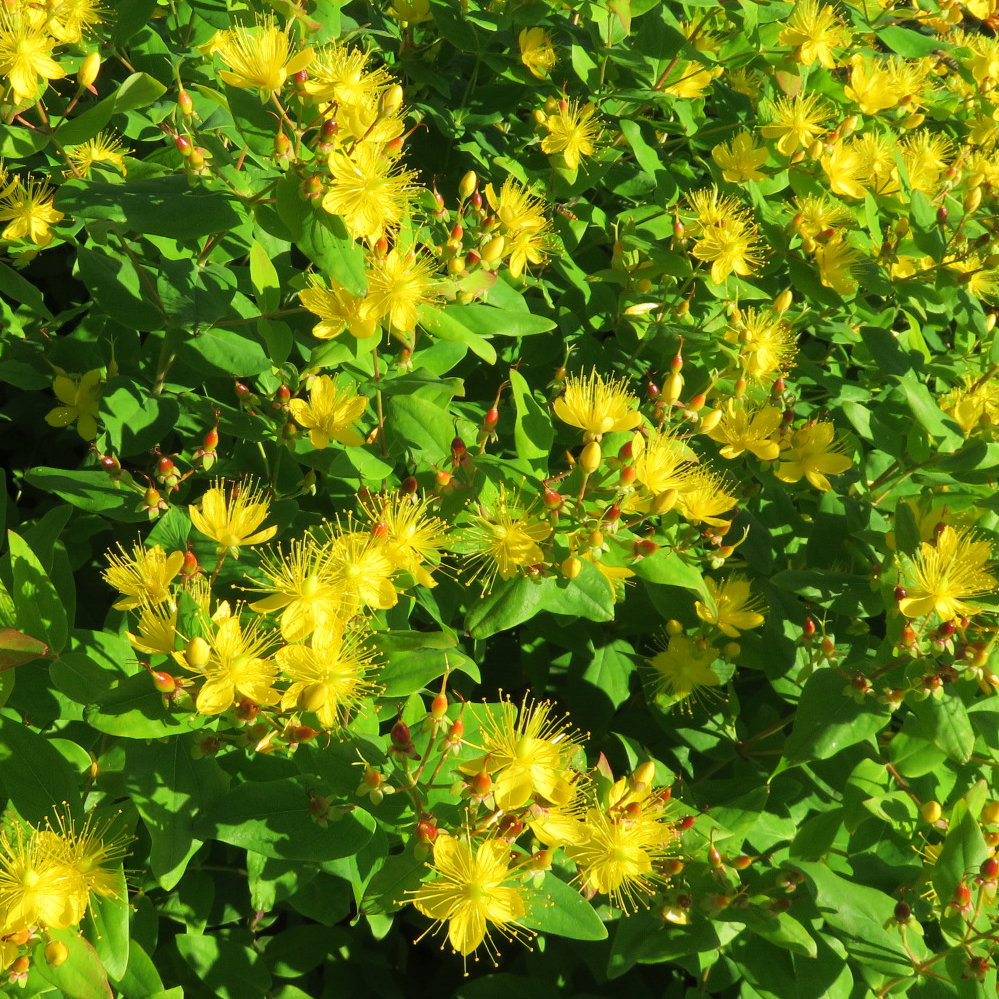 Johannisstrauch - Hypericum inodorum 'Elstead' - gelb
