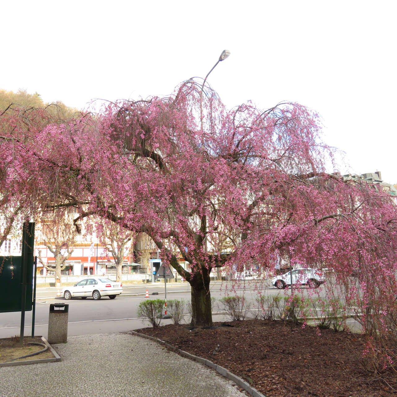 Hängekirsche - Prunus pendula 'Pendula Rubra' - rosa