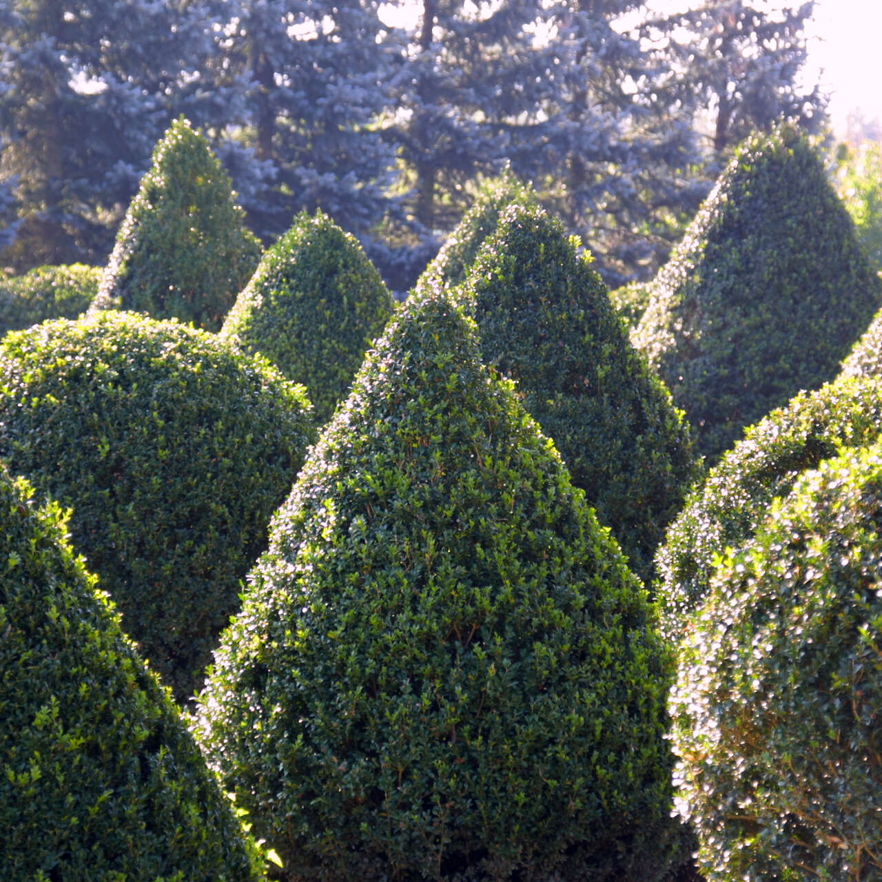 Buchs (Buxus sempervirens) grün kaufen | Praskac