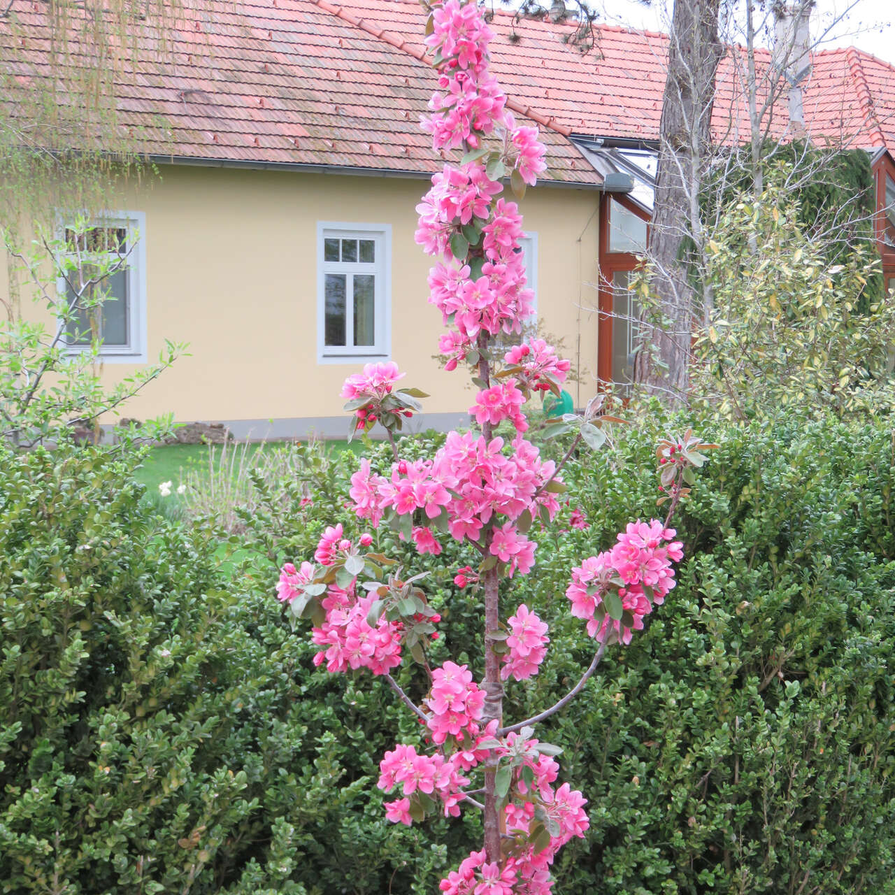 Säulen-Zierapfel - Malus 'Maypole' - rosa