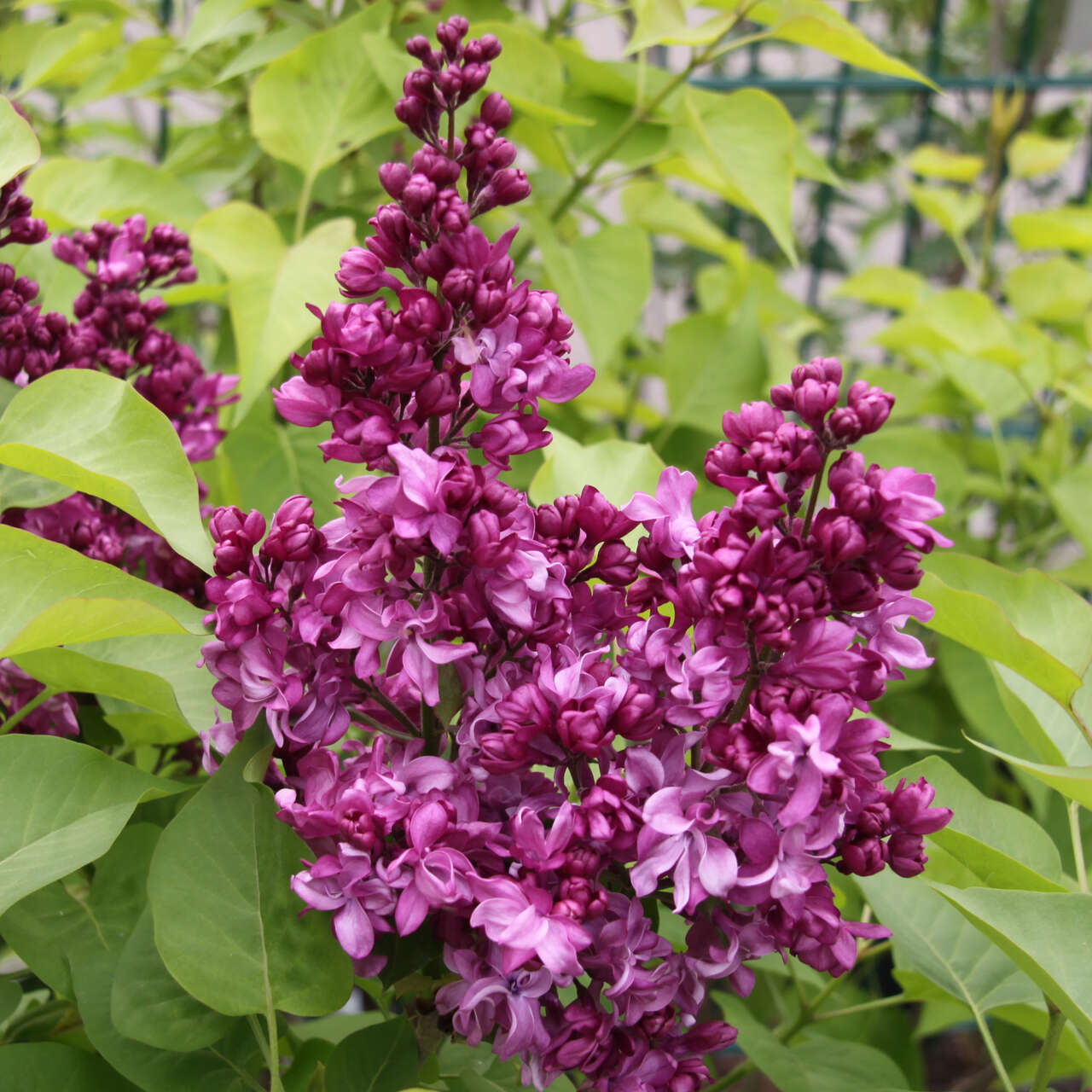 Edelflieder - gefülltblühend - Syringa vulg. 'Mrs. Edward Harding' - rosa