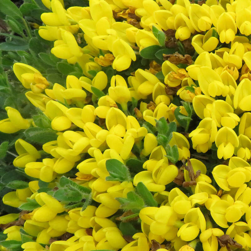 Heimischer Zwerg-Geißklee - Cytisus procumbens - gelb
