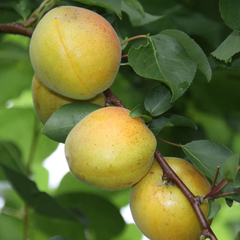 Marille - Prunus armeniaca 'Aprikose von Breda'