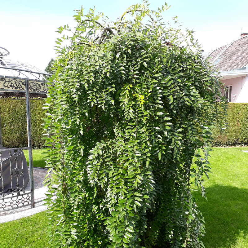Sophora Japonica Pendula Croissance