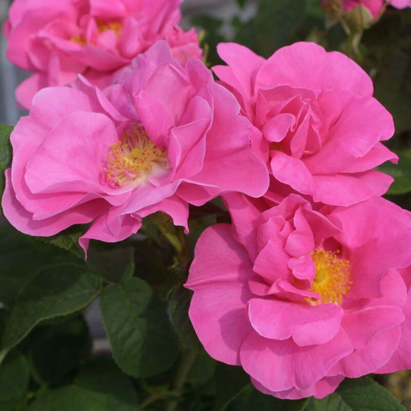 Historische Strauchrose - Rose 'Officinalis' - rosa