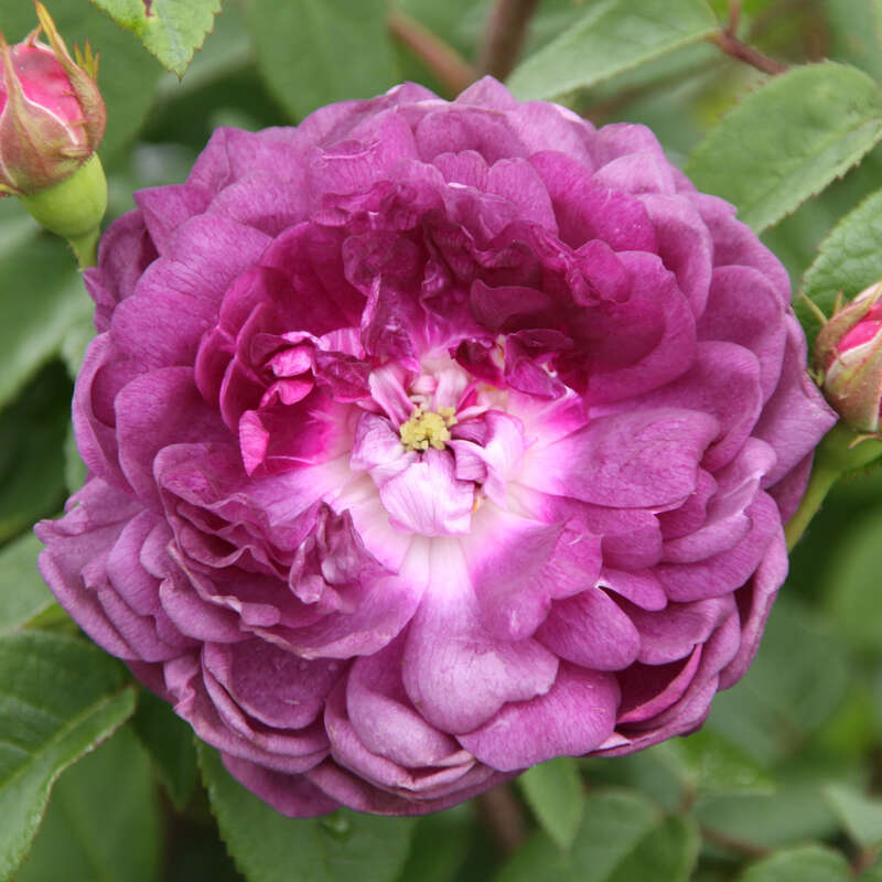 Historische Strauchrose - Rose 'Cardinal de Richelieu' - violett