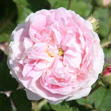 Historische Strauchrose - Rose 'Belle Isis' - rosa