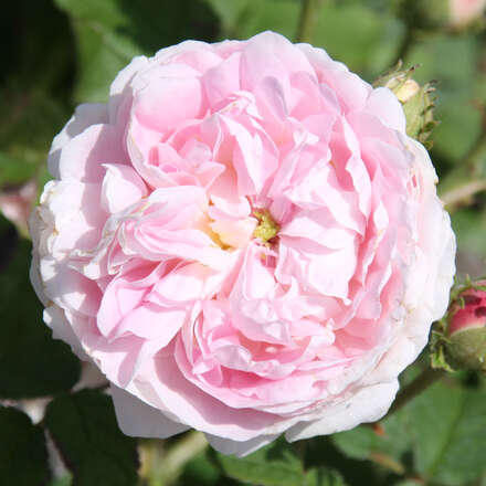 Historische Strauchrose - Rose 'Belle Isis' - rosa