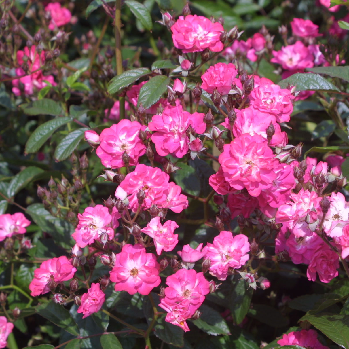 Historische Strauchrose (Rose 'Robin Hood') rosa kaufen | Praskac
