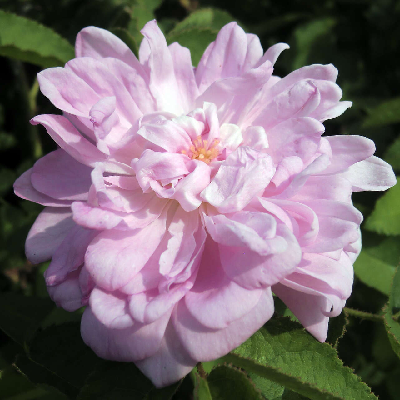 Historische Strauchrose - Rose 'Salet' - rosa