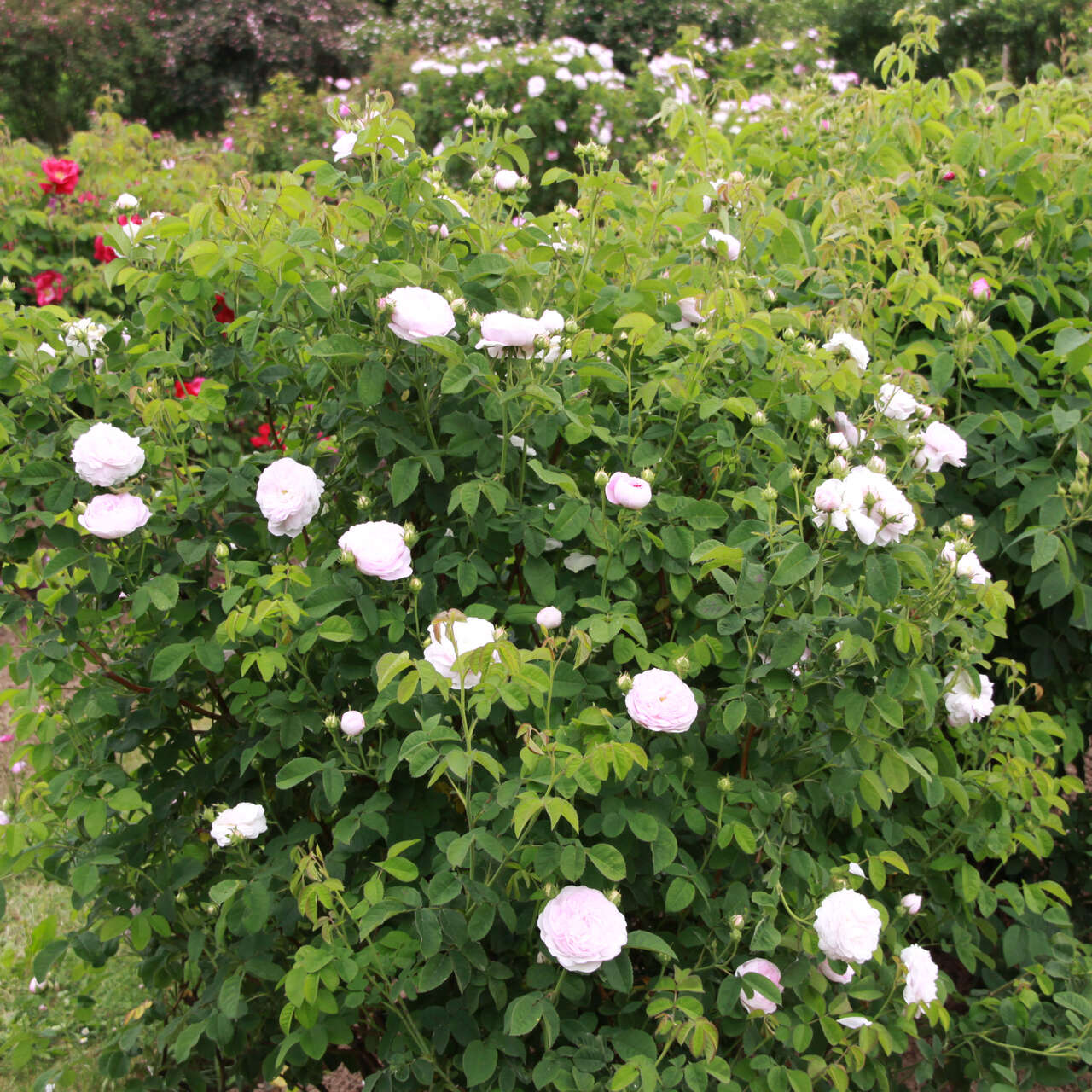 Historische Strauchrose - Rose 'Belle Isis' - rosa